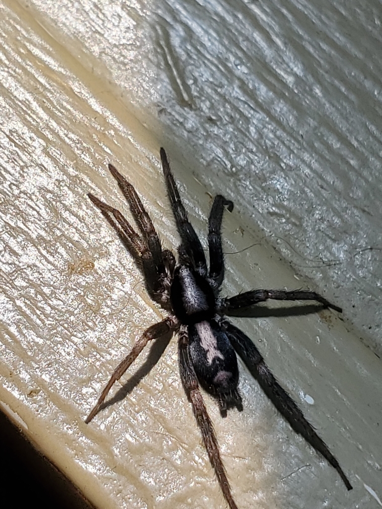 Eastern Parson Spider in June 2021 by feralpigeon · iNaturalist