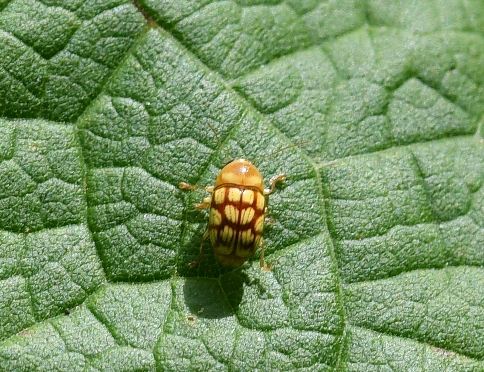 Cryptocephalus guttulatellus from San Pedro Garza García, N.L., México ...