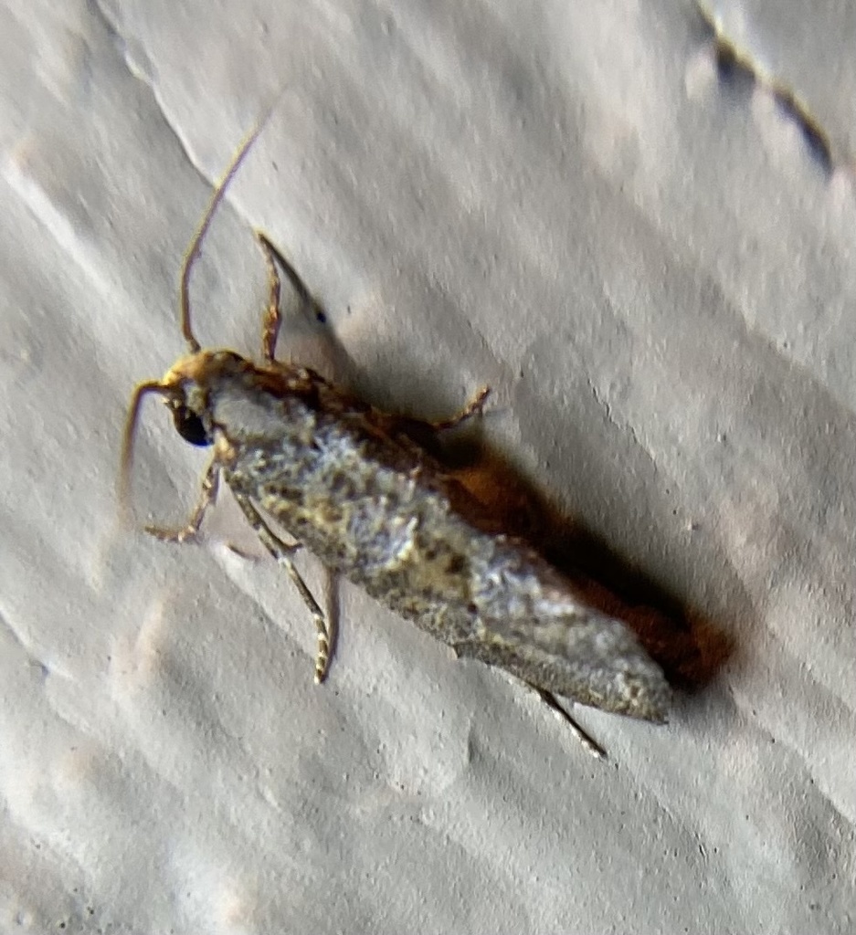 Butterflies and Moths from Pencil Leaf Pl, Tucson, AZ, US on July 27 ...