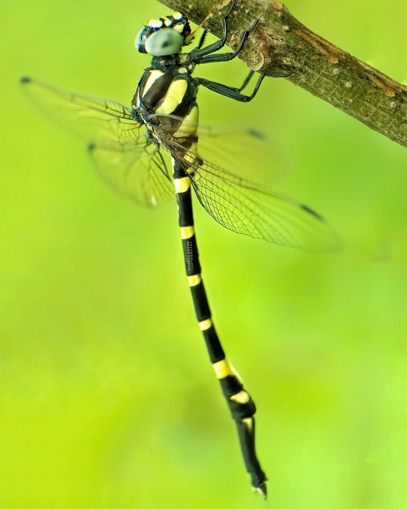 Deccan Bowtail (Dragonflies and Damselflies (Order: Odonata) of Mysore ...