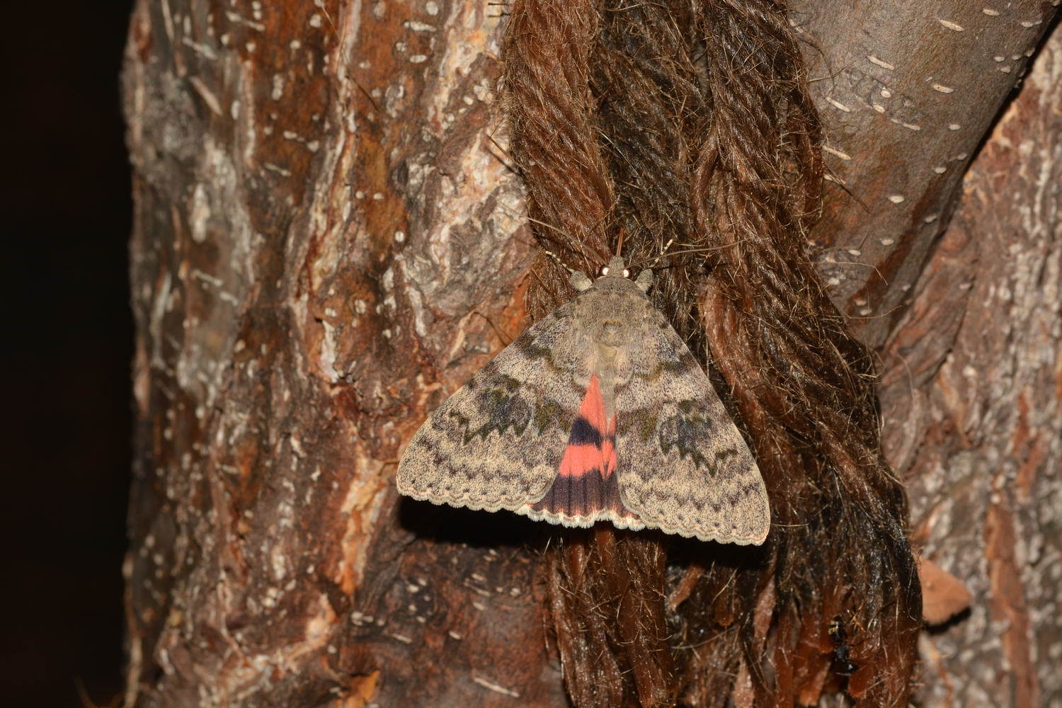 Catocala deducta Eversmann, 1843