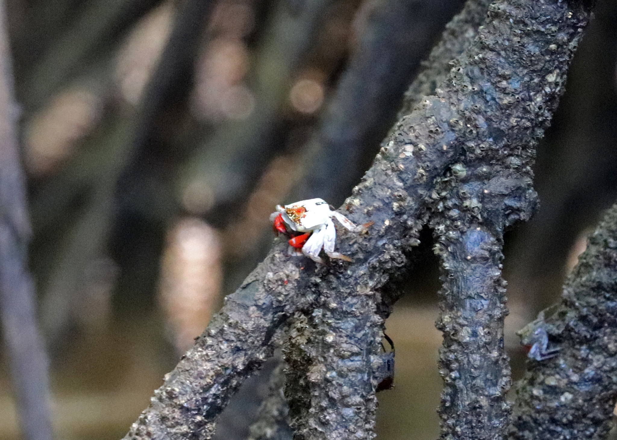 Aratus pacificus Thiercelin & Schubart, 2014