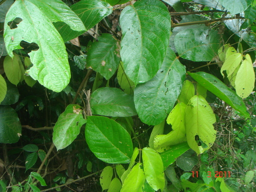 Spatholobus ferrugineus · iNaturalist