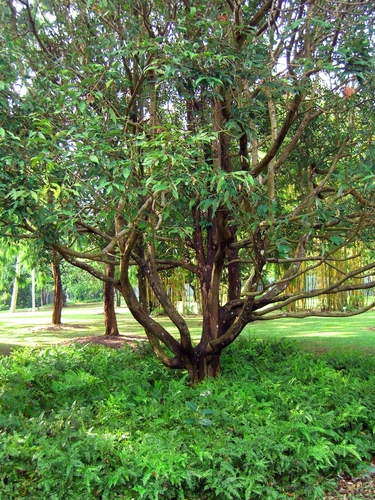 Stereospermum fimbriatum · iNaturalist