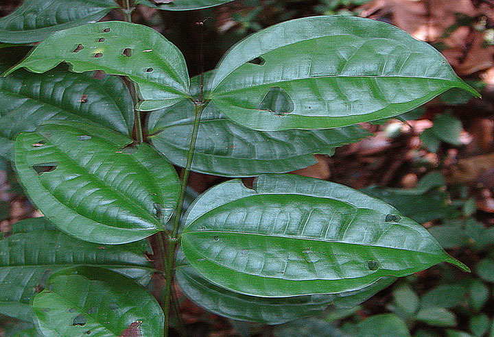 St. Ignatius' Bean (Strychnos ignatii) - Botanical Realm