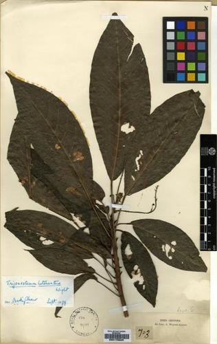 Genus Trigonostemon · iNaturalist