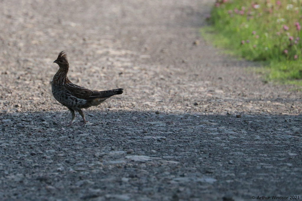Ruffed Grouse from Pharsalia Woods State Forest, NY, USA on July 15 ...