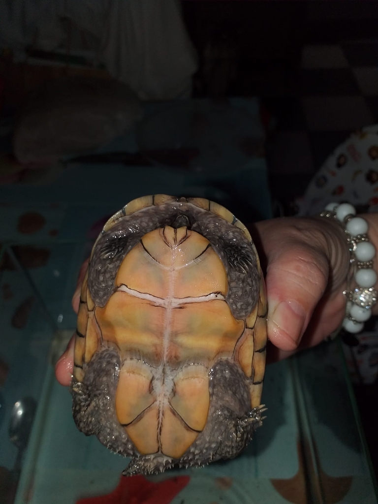 Eastern Musk Turtle by shredeuz · iNaturalist