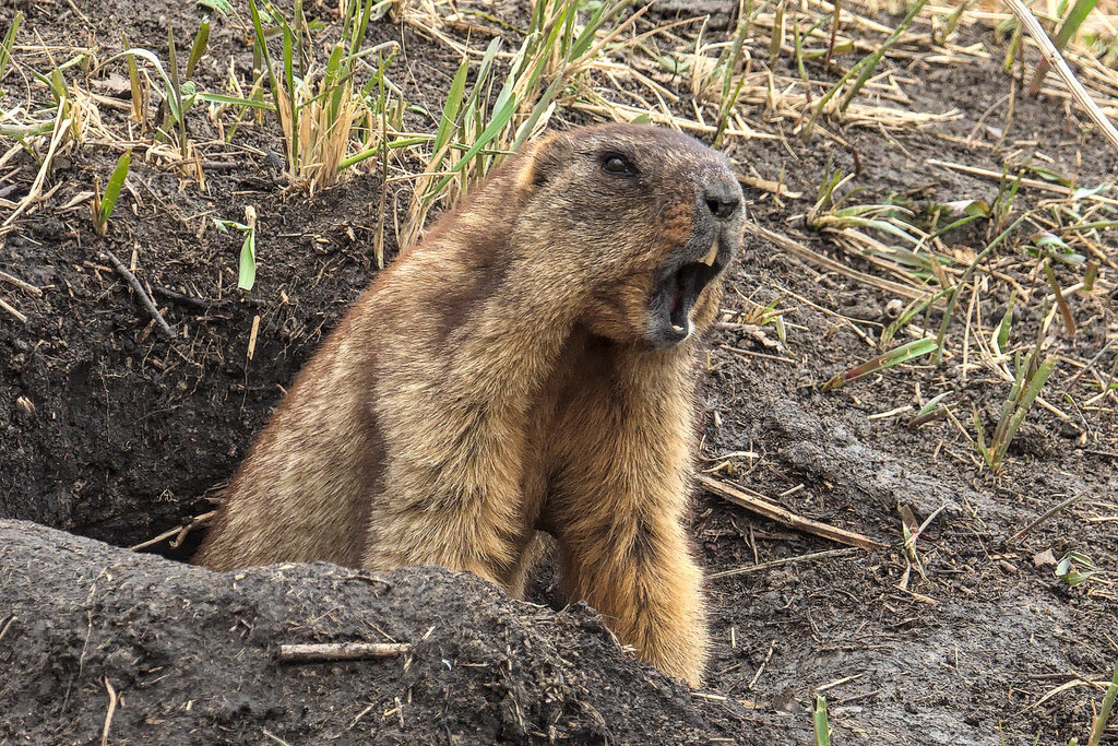 Forest Steppe Marmot (Marmota kastschenkoi) - Know Your Mammals