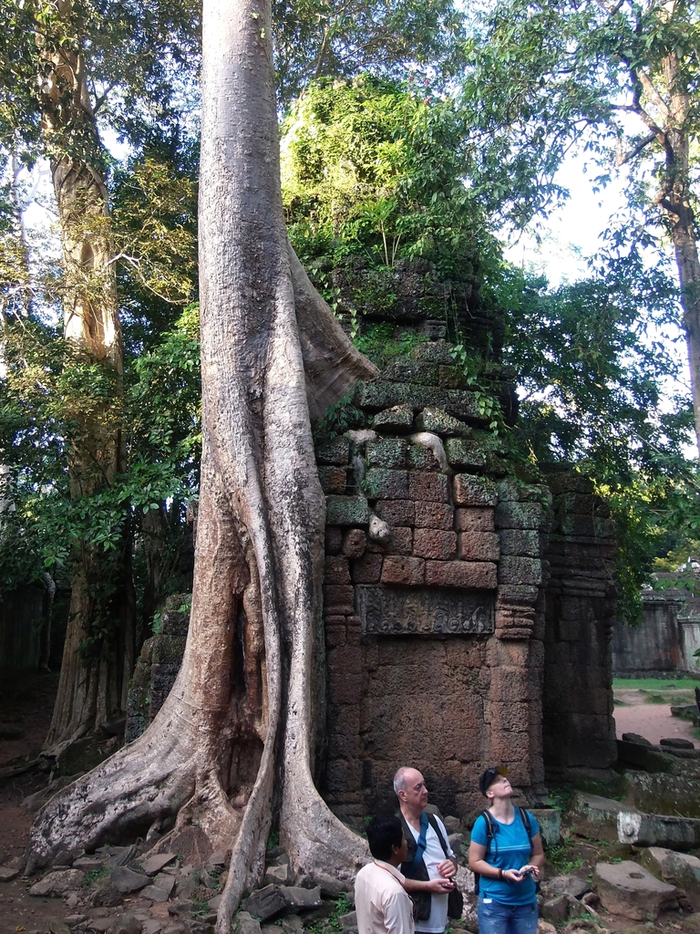 African mangoes (Irvingia) - Botanical Realm