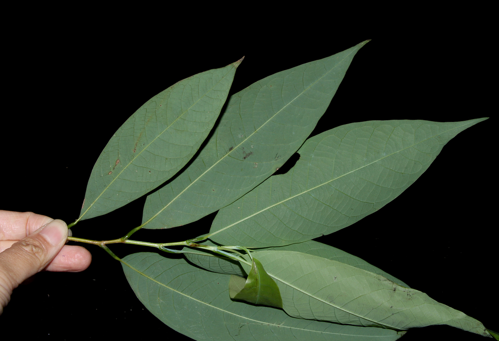 (Irvingia malayana) - Botanical Realm