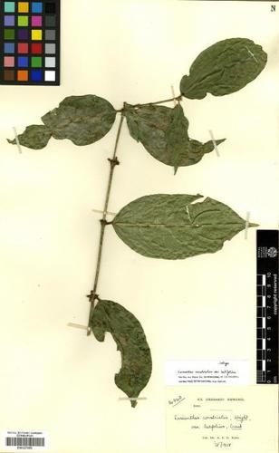 Lasianthus constrictus · iNaturalist