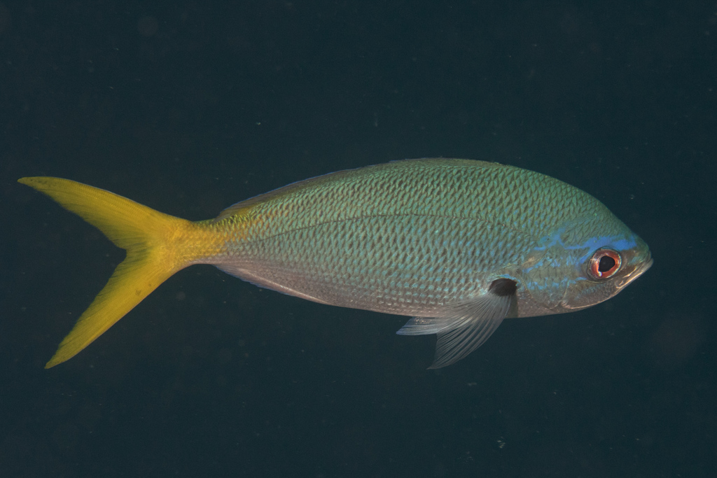 Yellowtail Fusilier (Caesio cuning) - Marine Life Identification