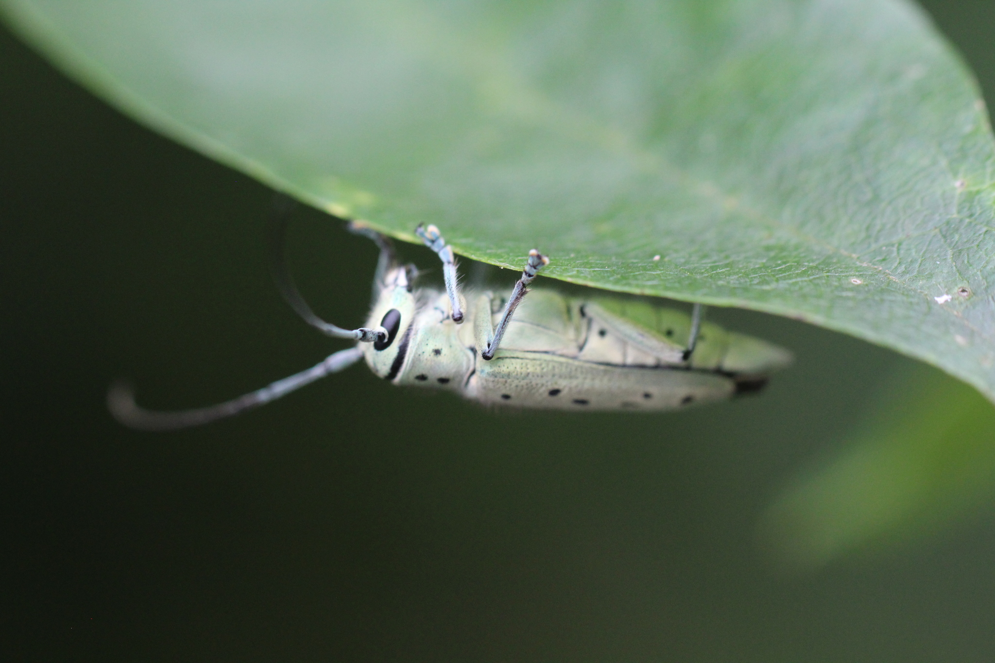 Saperda punctata (Linnaeus, 1767)
