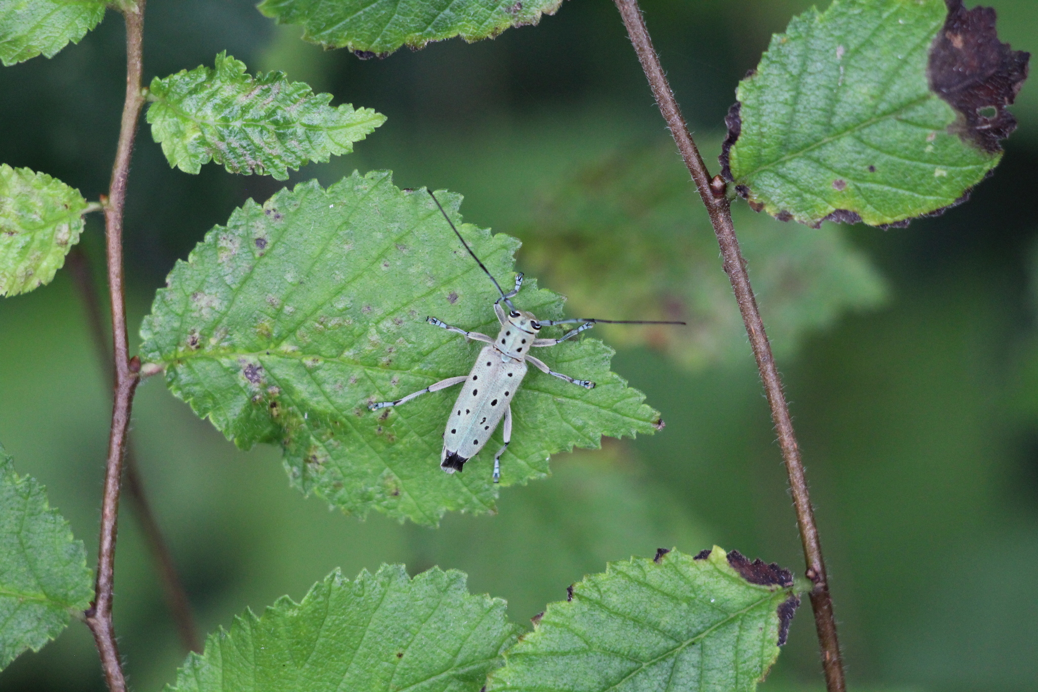 Saperda punctata (Linnaeus, 1767)