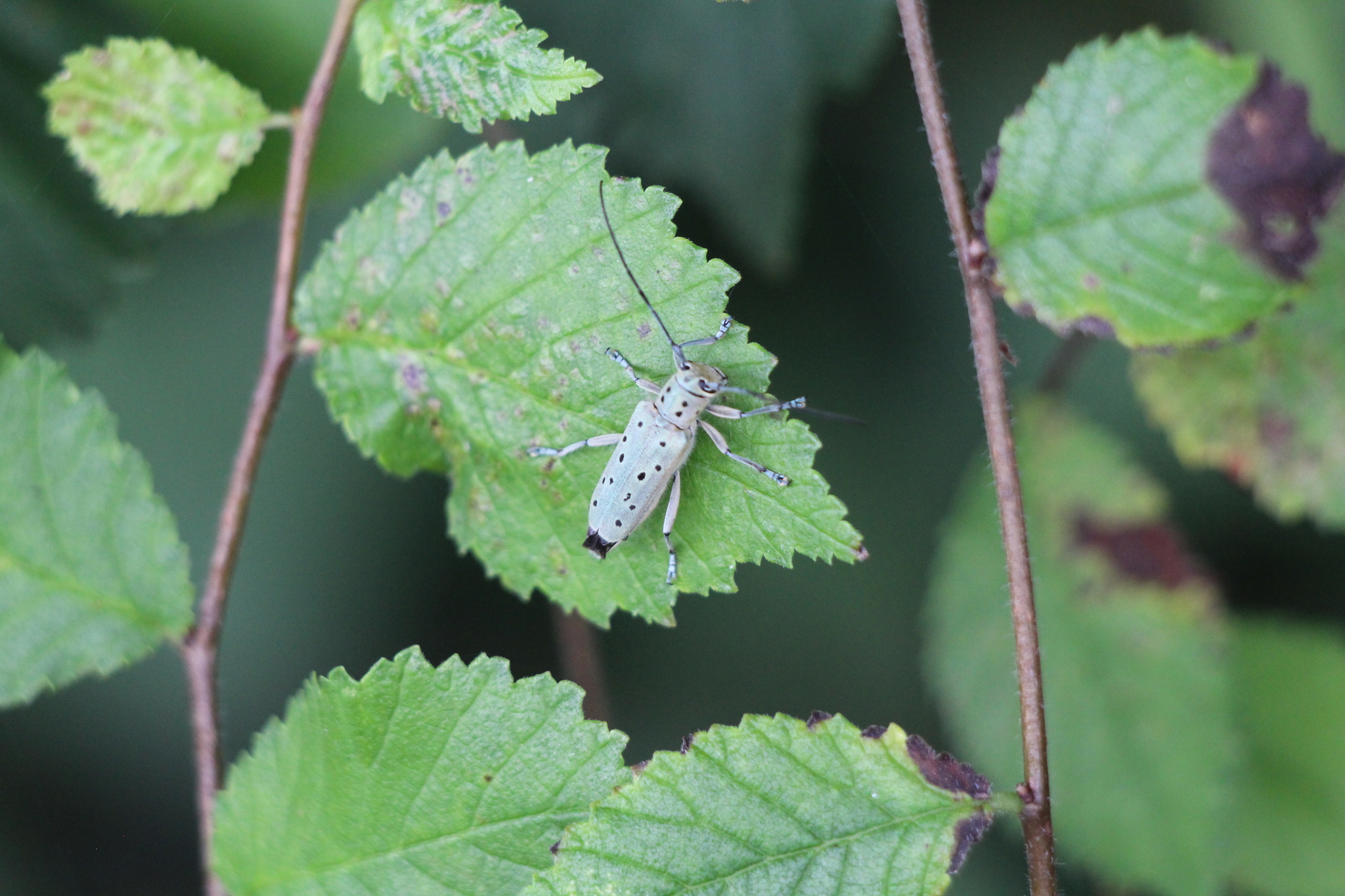 Saperda punctata (Linnaeus, 1767)