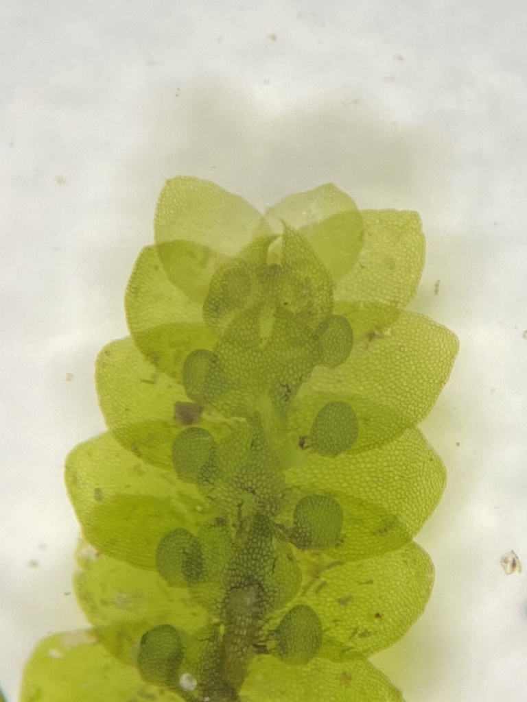 (Jubula pennsylvanica) - Botanical Realm