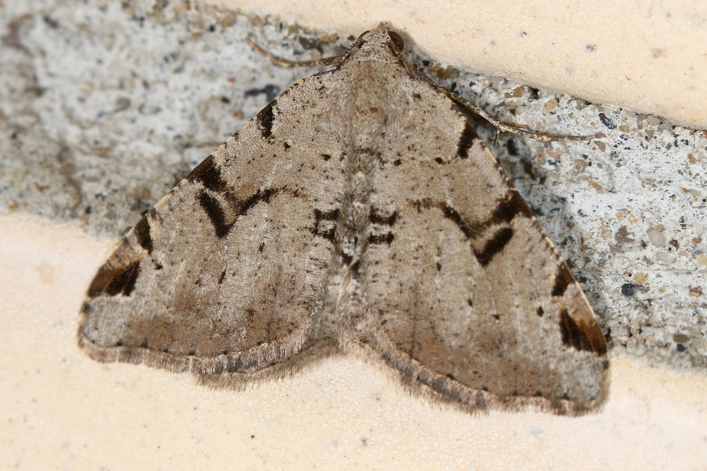 V-Moth from Communauté-Urbaine-de-Québec, Québec, Canada on July 13 ...