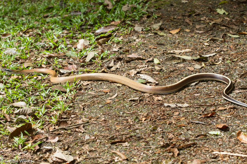 Ridley's Cave Racer (Elaphe taeniura ridleyi) - Snakes and Lizards