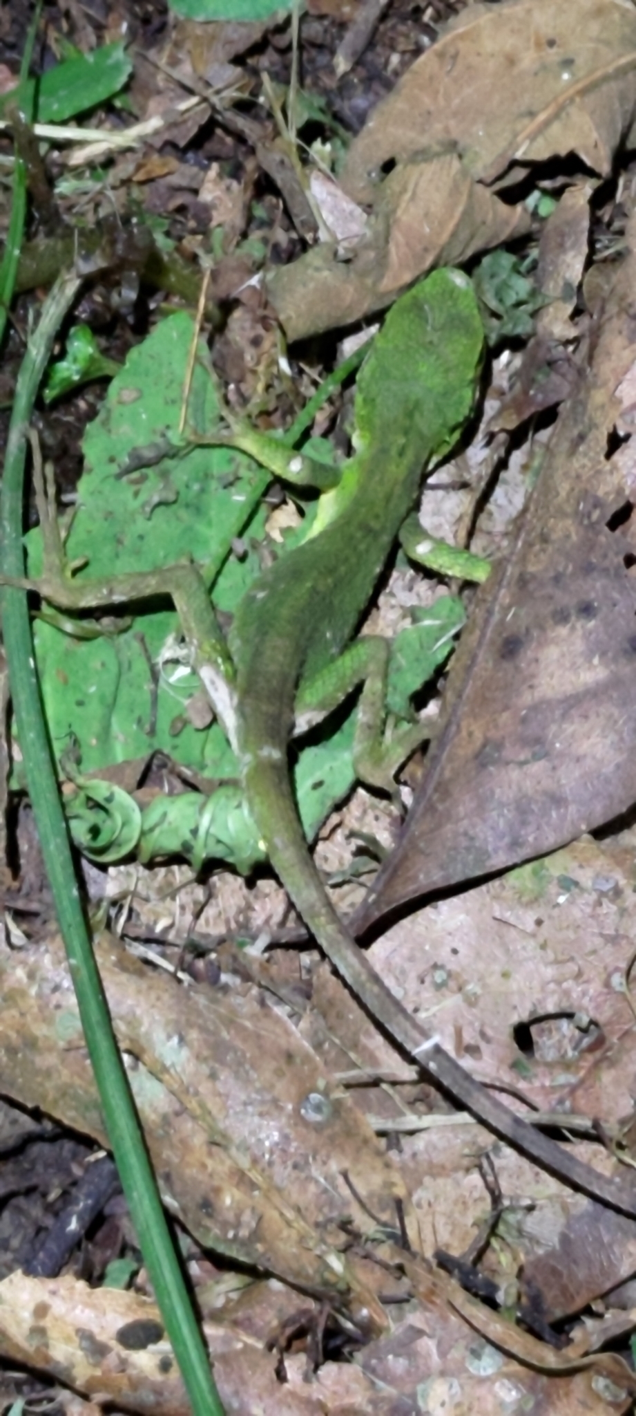 Diploderma brevipes (Gressitt, 1936)