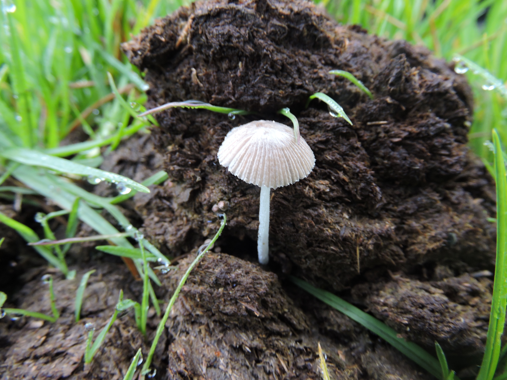 Bolbitius coprophilus (Peck) Hongo