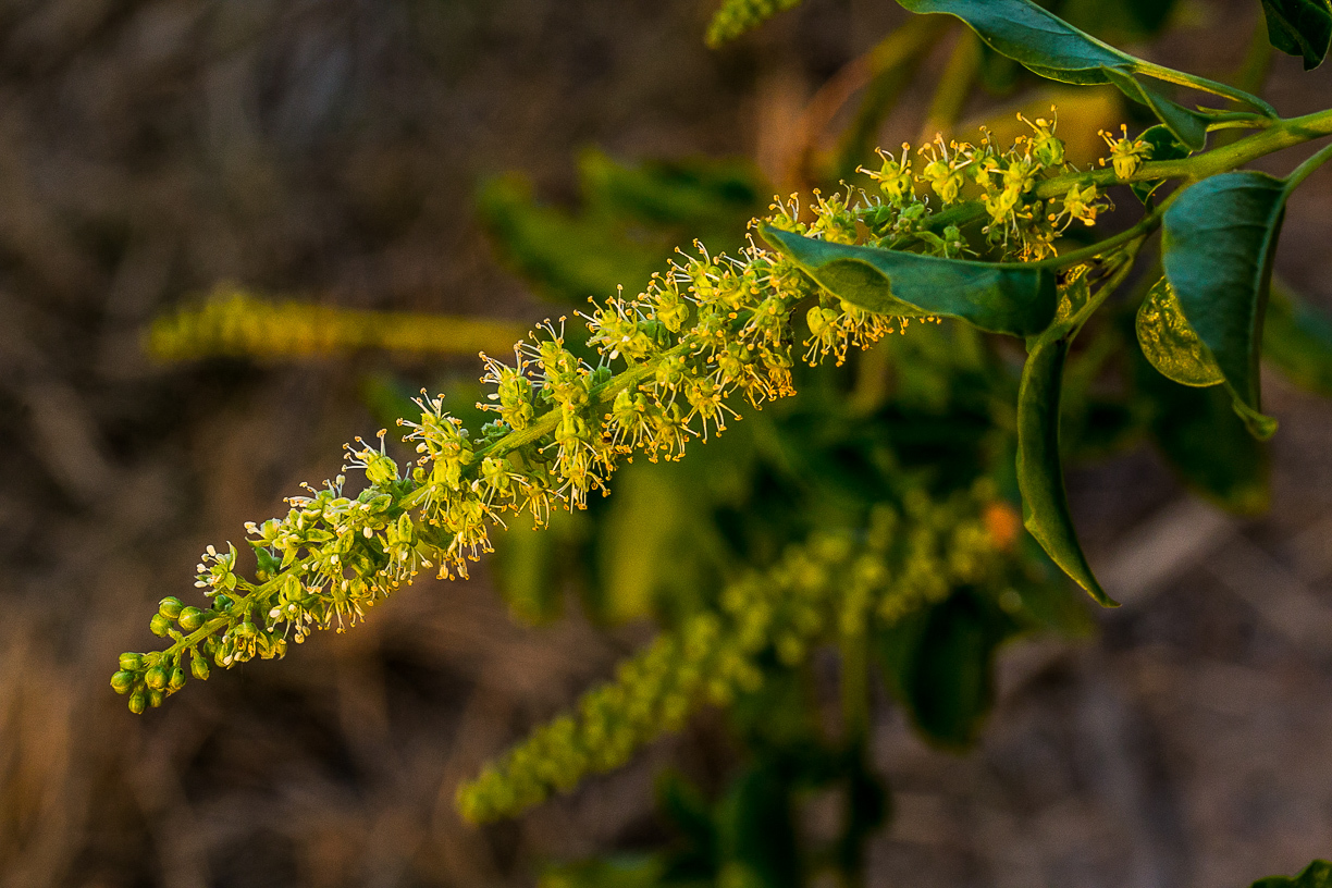 Phytolacca dodecandra L'Hér.