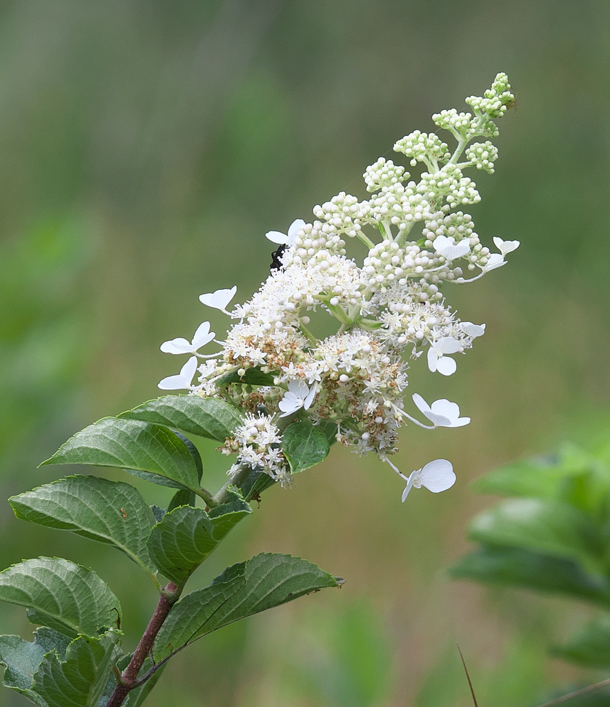 Panicle Hydrangea (Hydrangea paniculata) - Botanical Realm