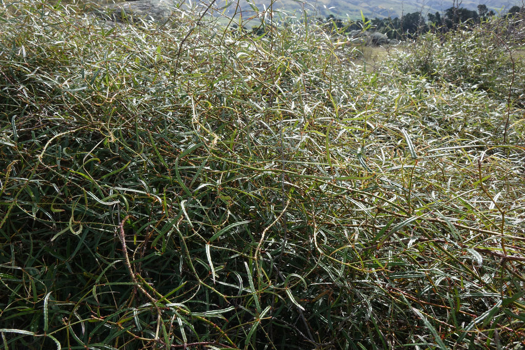 Rubus schmidelioides subpauperatus from Middlemarch, New Zealand on ...