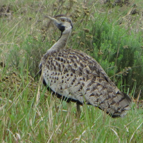 Subspecies Lissotis melanogaster notophila · iNaturalist