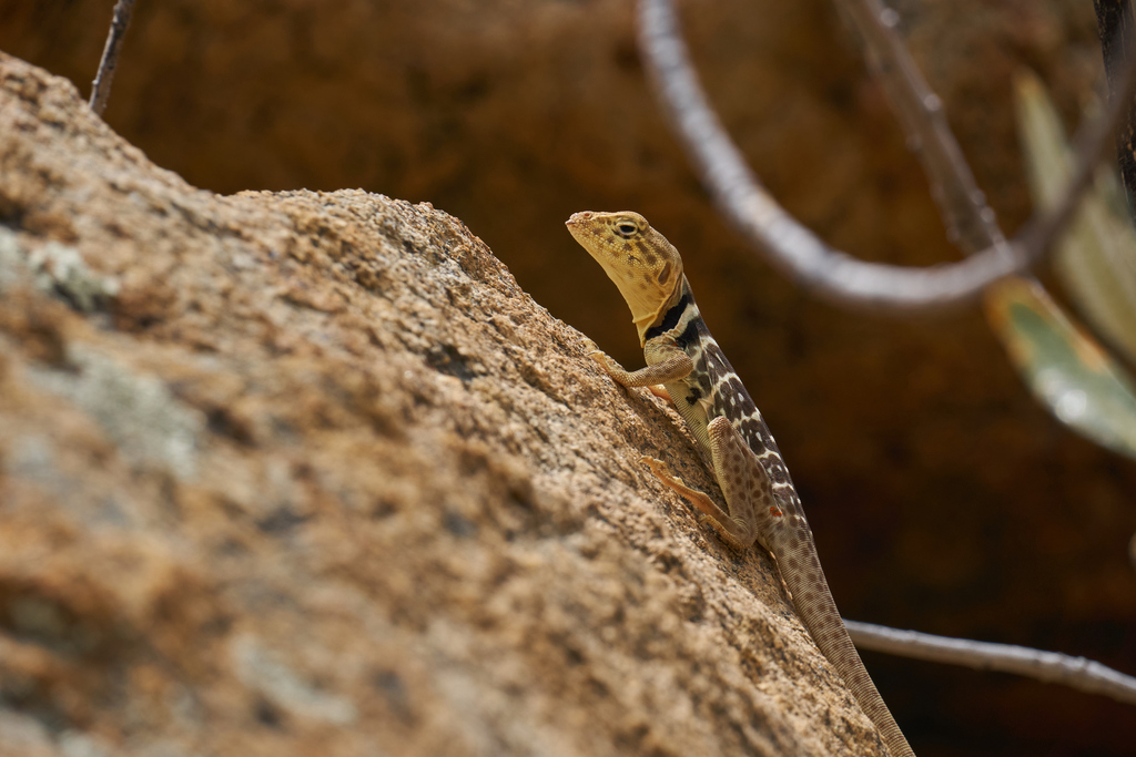 Baja California Collared Lizard in July 2021 by Grigory Heaton ...