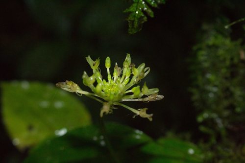 Malaxis simillima · iNaturalist Mexico