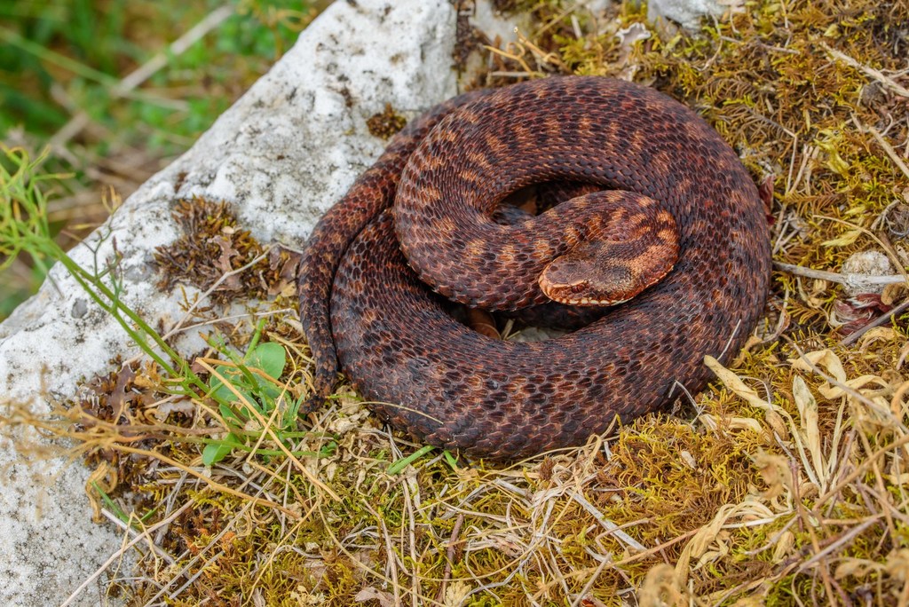Common European Adder (Vipera berus berus) - Snakes and Lizards