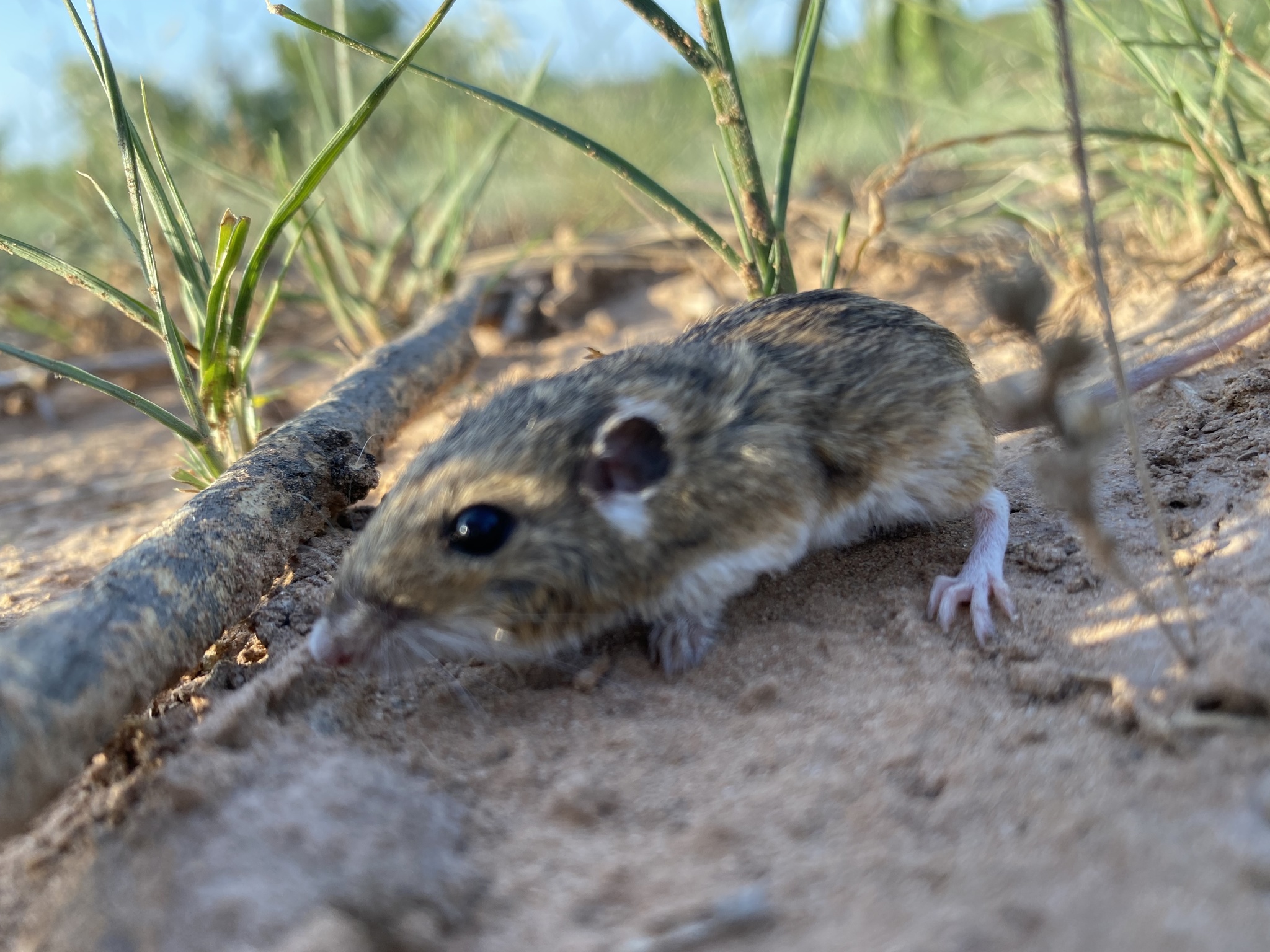 Perognathus merriami J.A.Allen, 1892