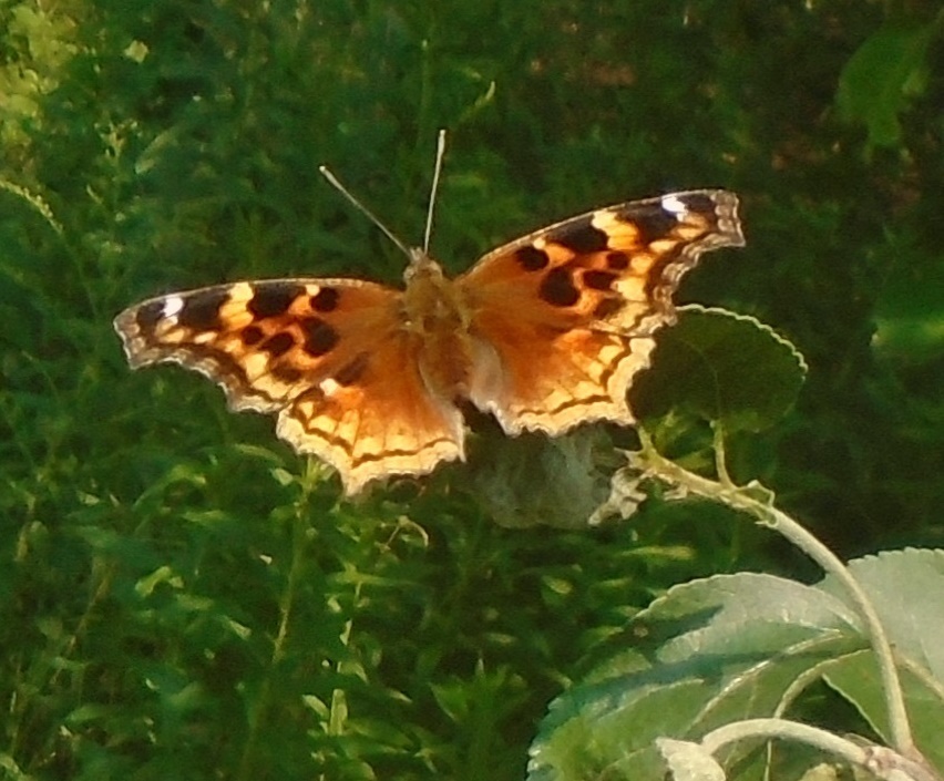 Nymphalis l-album j-album from Algoma District, ON, Canada on July 25 ...