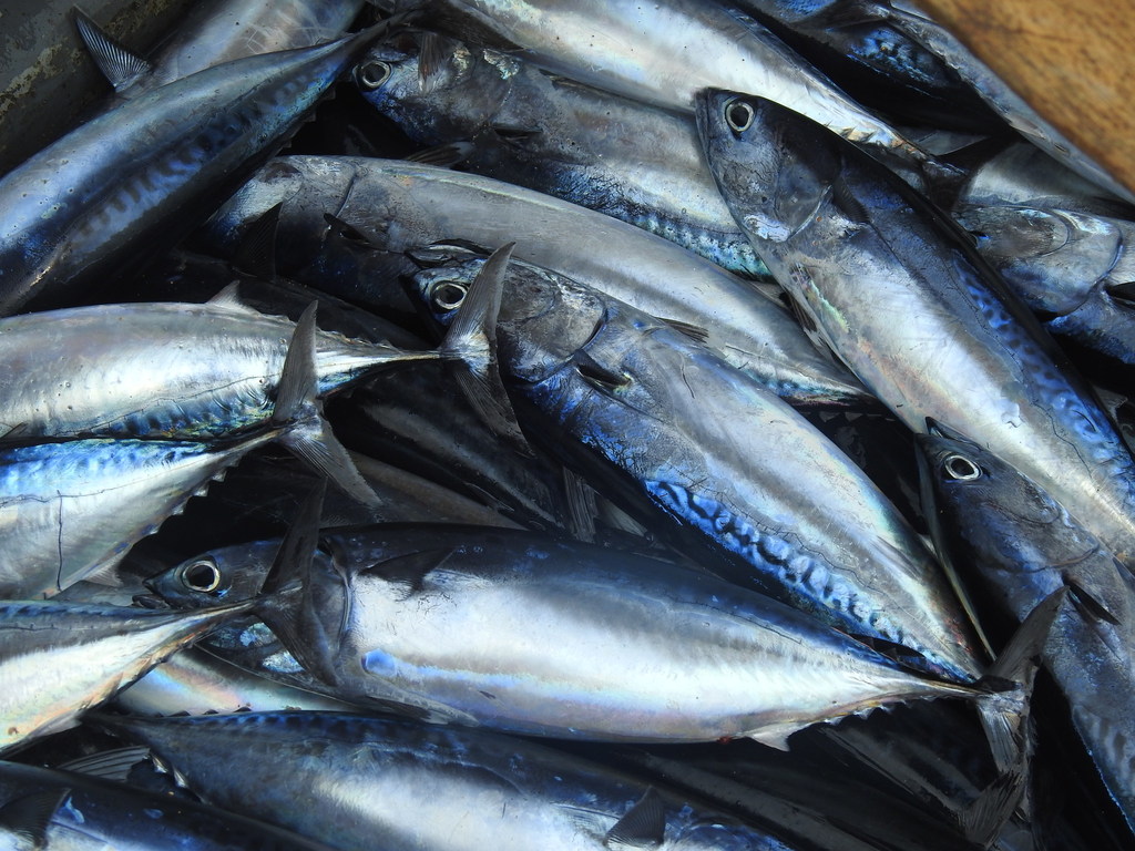 Bullet Tuna (Auxis rochei) - Marine Life Identification