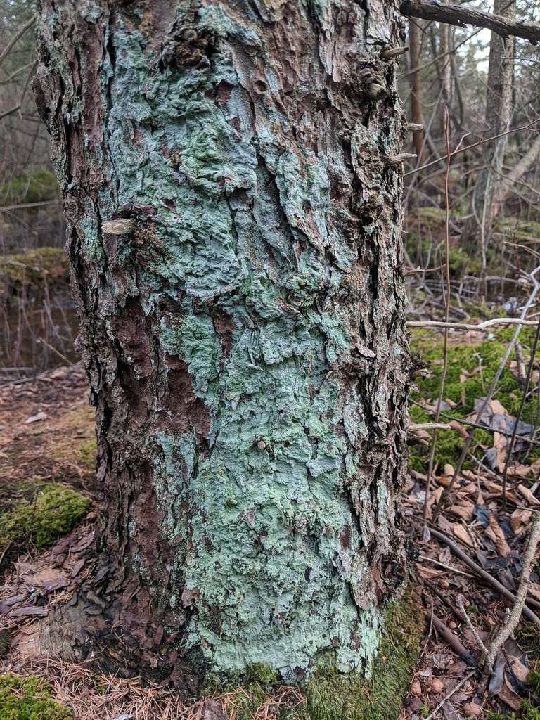 Dust Lichens (Macrolichens Genera of the Pacific Northwest ) · iNaturalist
