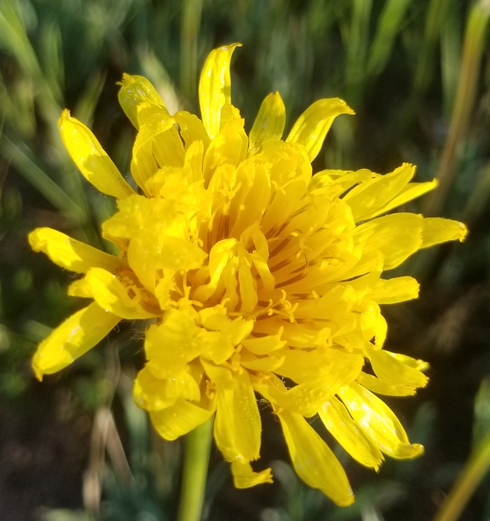 Pale agoseris (Alpine Flora of the Southern Rocky Mountains) · iNaturalist