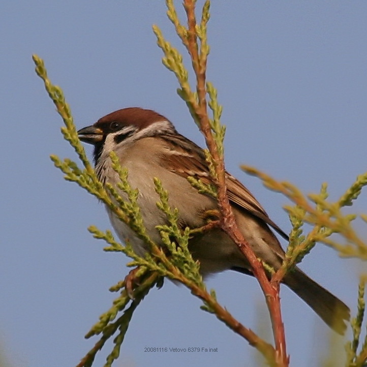 Eurasian Tree Sparrow from Venje, Croatia on November 16, 2008 at 10:01 ...