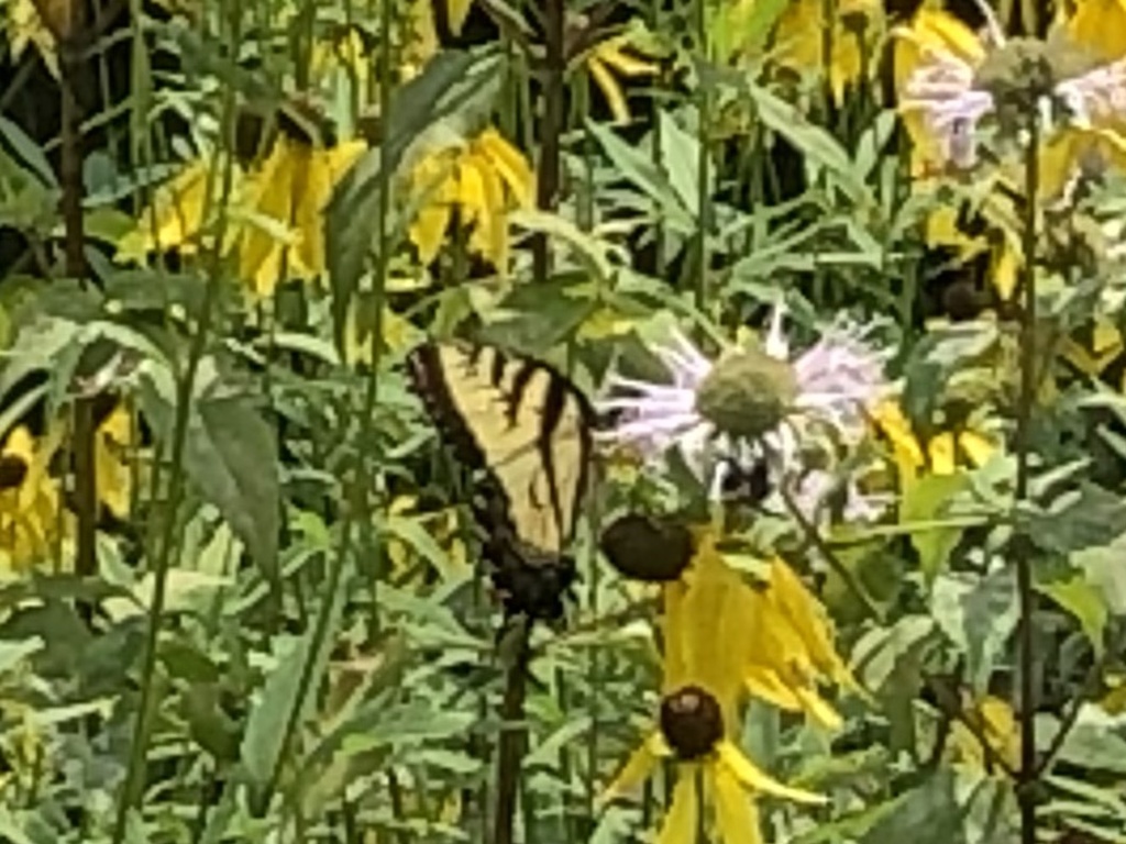 Eastern Tiger Swallowtail from IL-130, Charleston, IL, US on July 28 ...