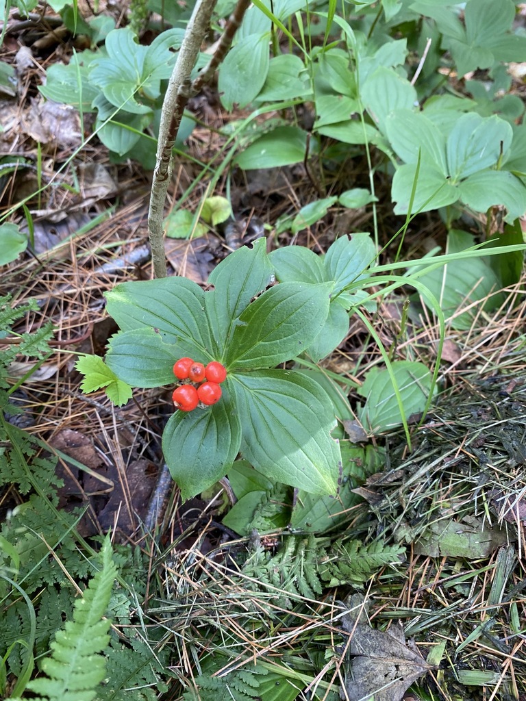 Canadian bunchberry from Essex, New York, United States on July 28 ...