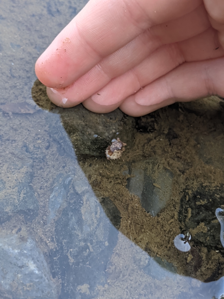 Big-eyed Toad Bug in July 2021 by tminatbe · iNaturalist