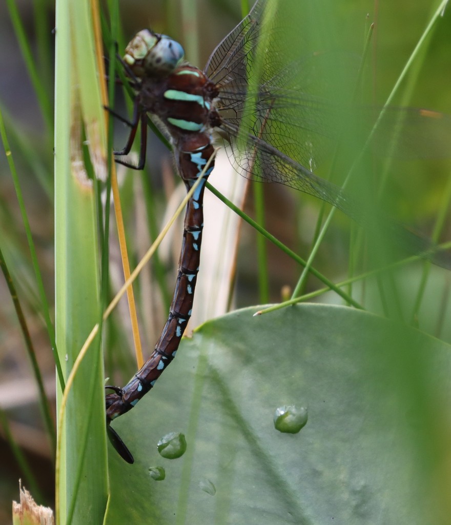 Black-tipped Darner from Oakridge, London, ON, Canada on July 28, 2021 ...