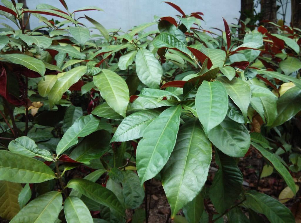 Chinese croton (Excoecaria cochinchinensis) - Botanical Realm