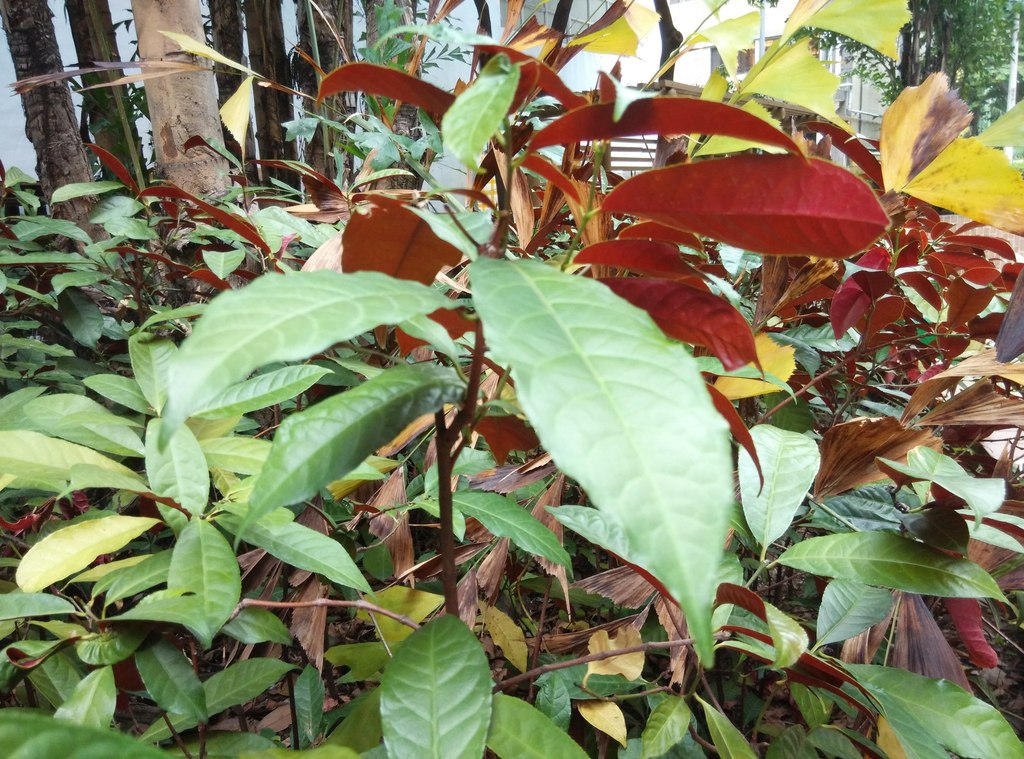 Chinese croton (Excoecaria cochinchinensis) - Botanical Realm