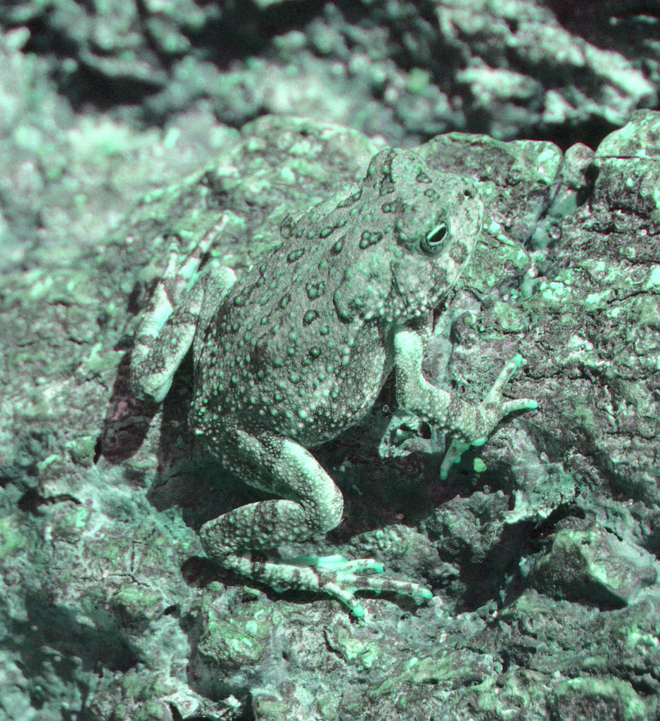 Fowler's Toad from Erie County, PA, USA on July 28, 2021 at 11:09 AM by ...