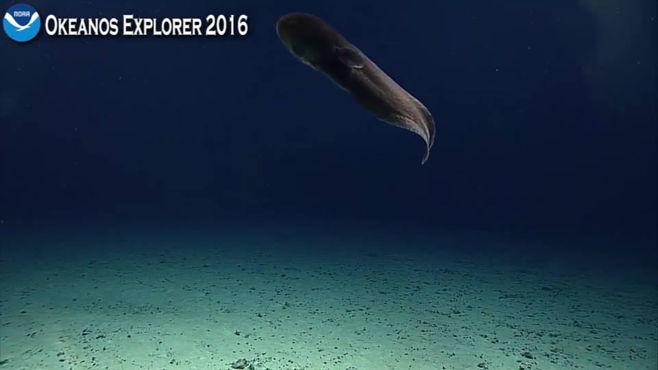 (Typhlonus nasus) - Marine Life Identification