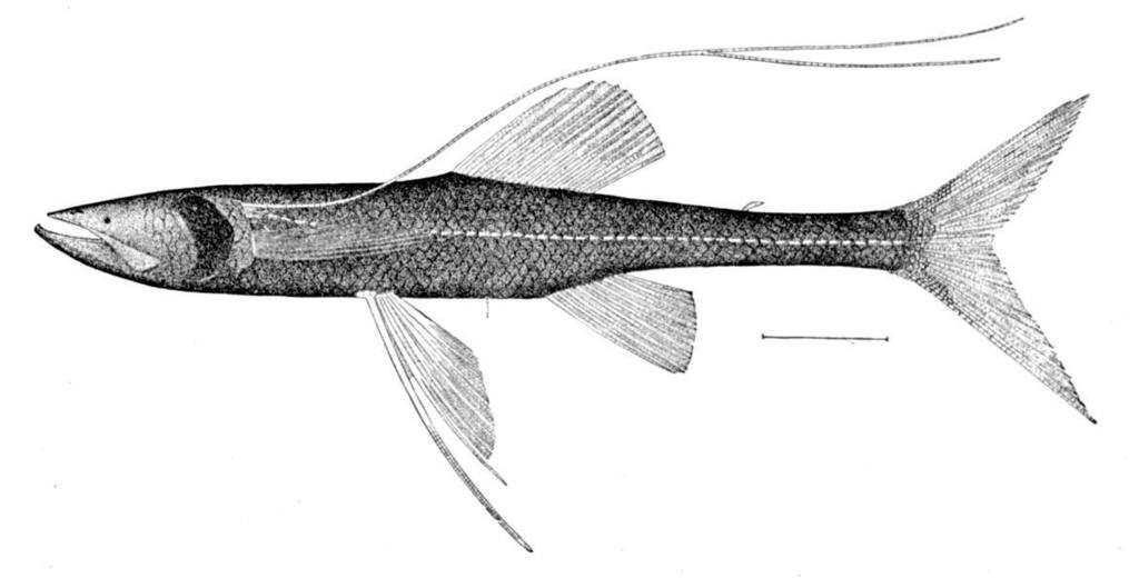 Abyssal Spiderfish (Bathypterois longipes) - Marine Life Identification