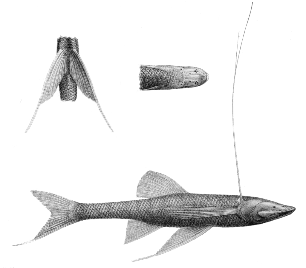 Abyssal Spiderfish (Bathypterois longipes) - Marine Life Identification