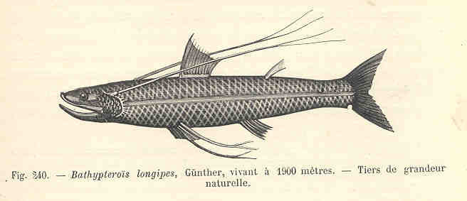 Abyssal Spiderfish (Bathypterois longipes) - Marine Life Identification