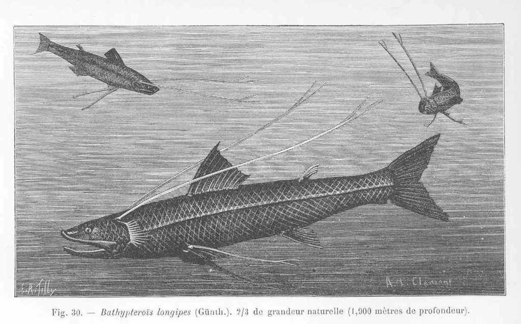 Abyssal Spiderfish (Bathypterois longipes) - Marine Life Identification